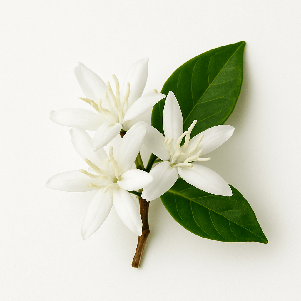 COFFEE BLOSSOM NOTE – Creating Perfume Store