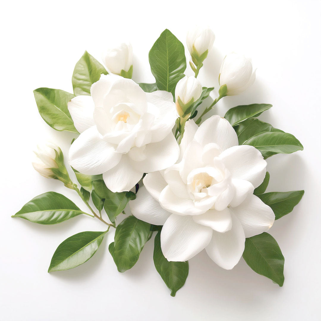 GARDENIA NOTE – Creating Perfume Store