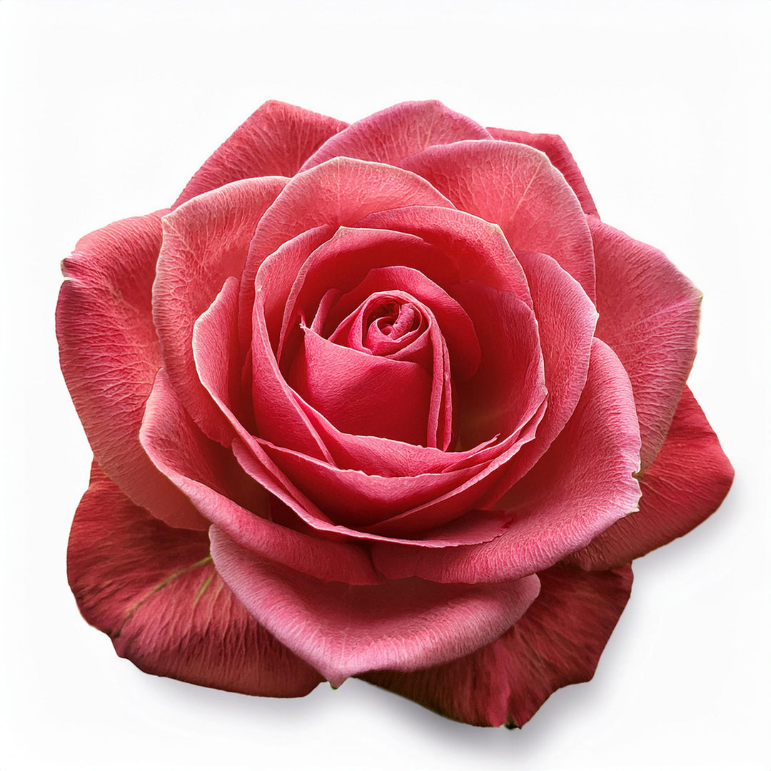 BULGARIAN ROSE NOTE – Creating Perfume Store