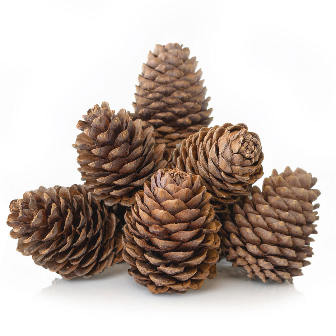 CEDARWOOD ATLAS NOTE – Creating Perfume Store